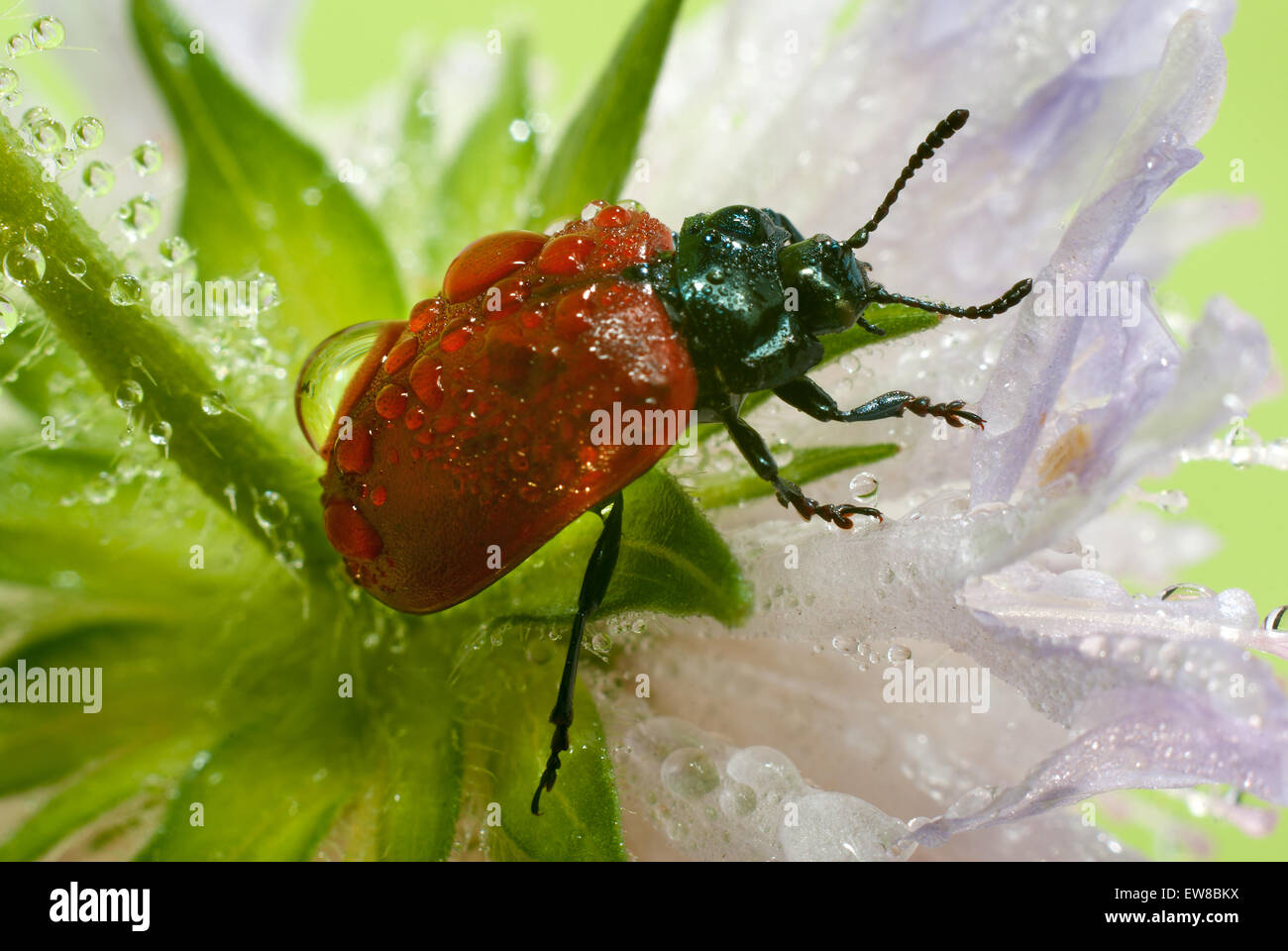 Wet beetle hi-res stock photography and images - Alamy