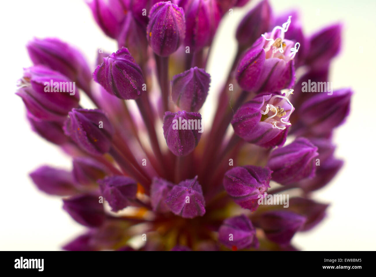 Inflorescence the inflorescence bloom flower flowers ball balls bud ...