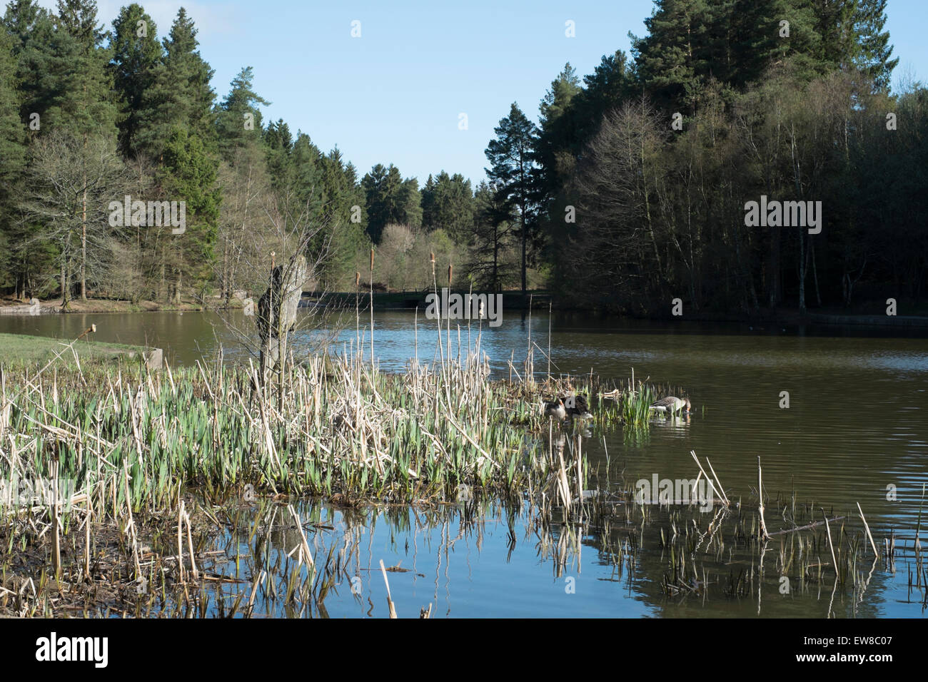 Mallards Pike lake in the Forest of Dean Stock Photo - Alamy