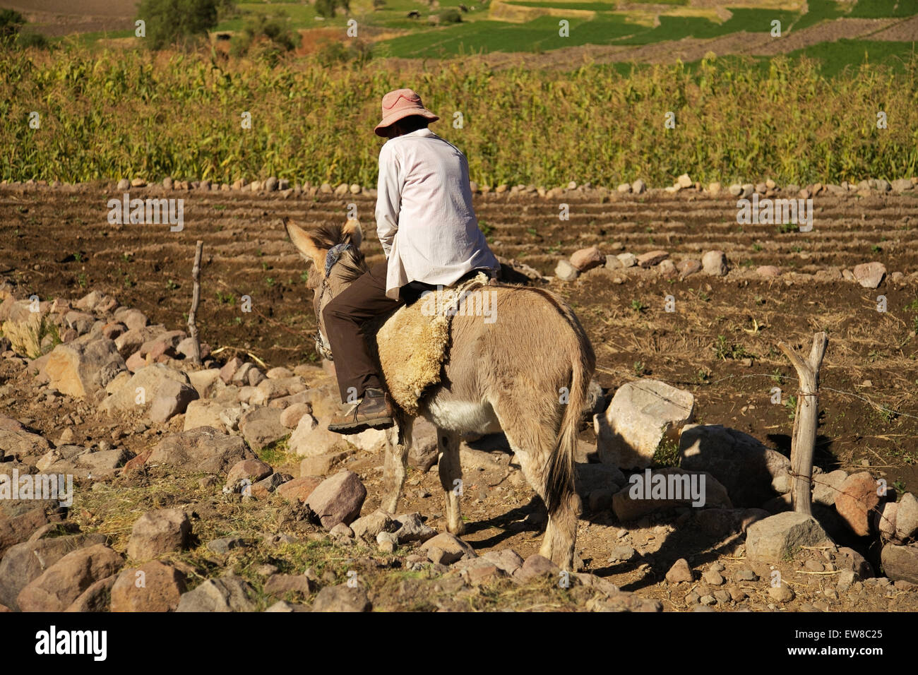 Old Man Riding Donkey On High Resolution Stock Photography and Images ...