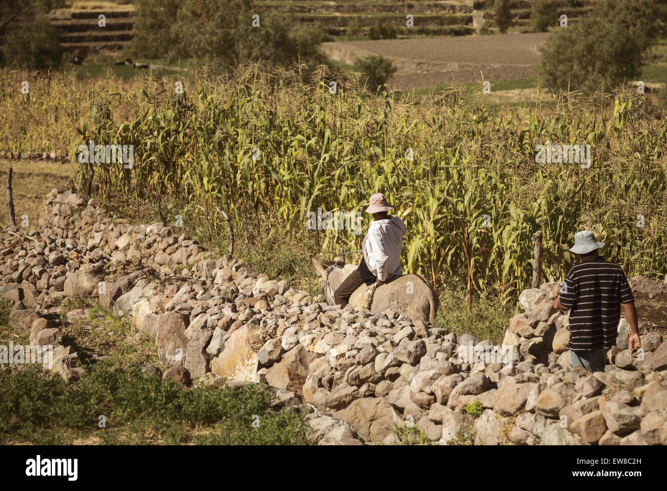 Two local working on a corn field. One is riding a donkey another is ...