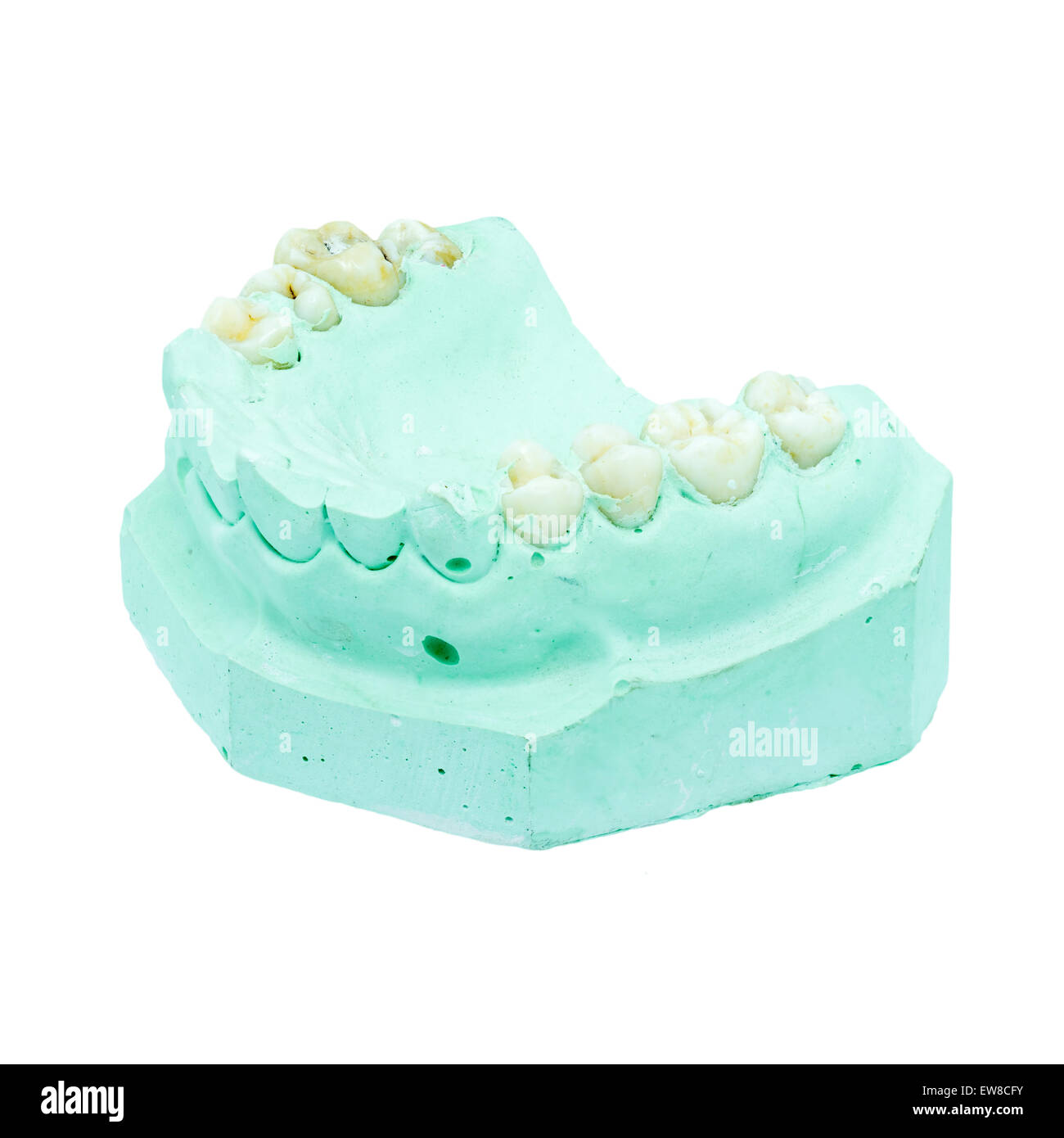Denture cast model isolated on white background Stock Photo - Alamy