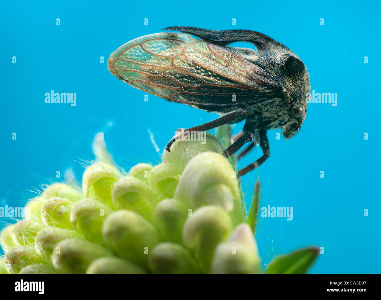Cicada Gorbatka horned (Centrotus cornutus Stock Photo - Alamy