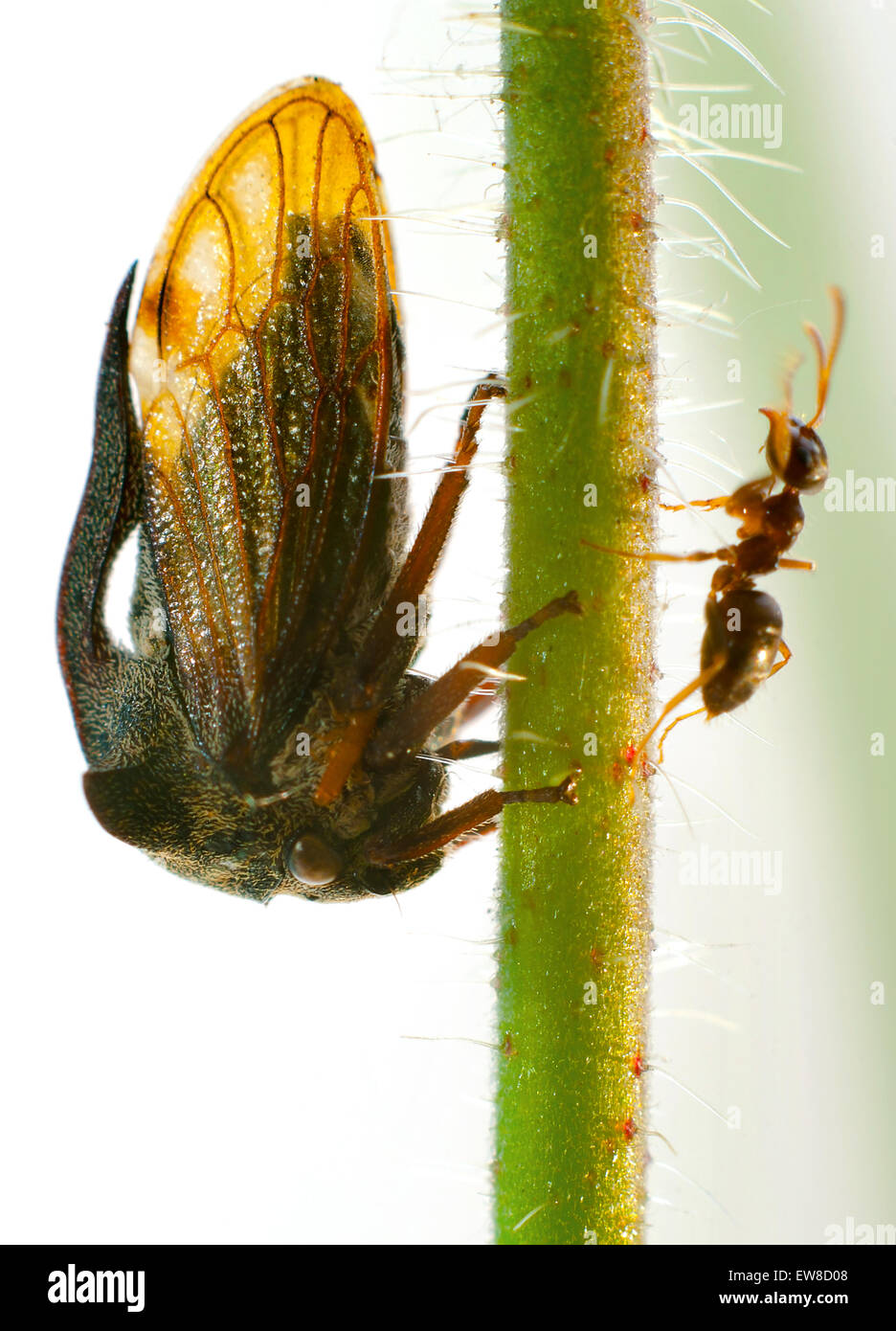 Palmer Worm Image Clipart