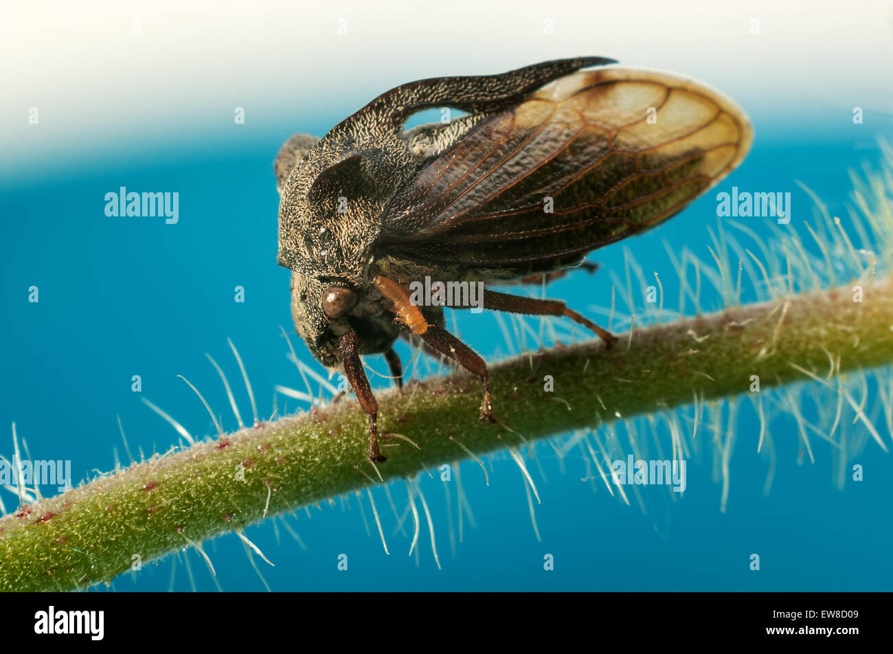 Cicada Gorbatka horned (Centrotus cornutus). It sits on the palmerworm ...