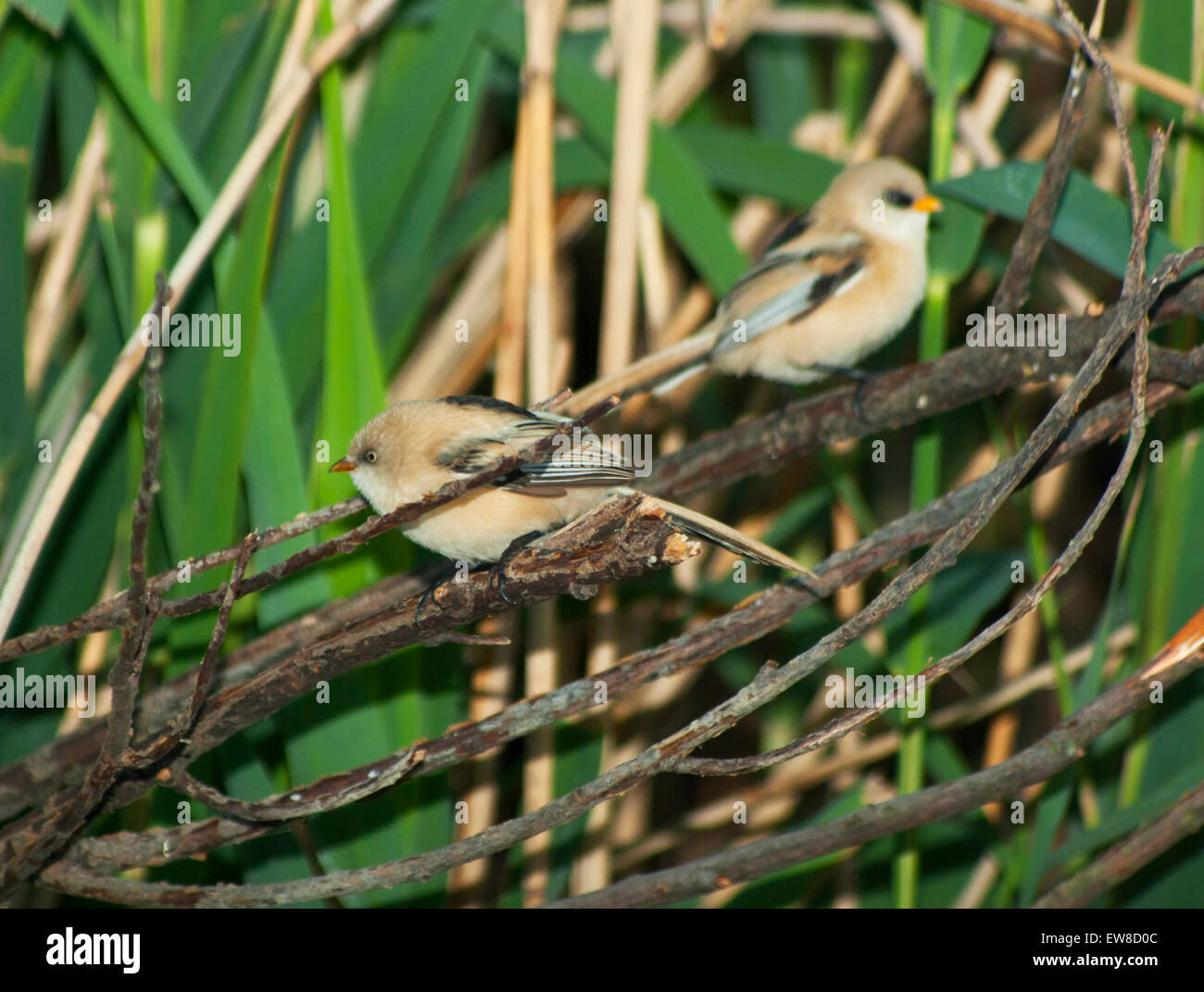 Young Mustached tit (Panurus biarmicus) in the rushes(Scirpus ...