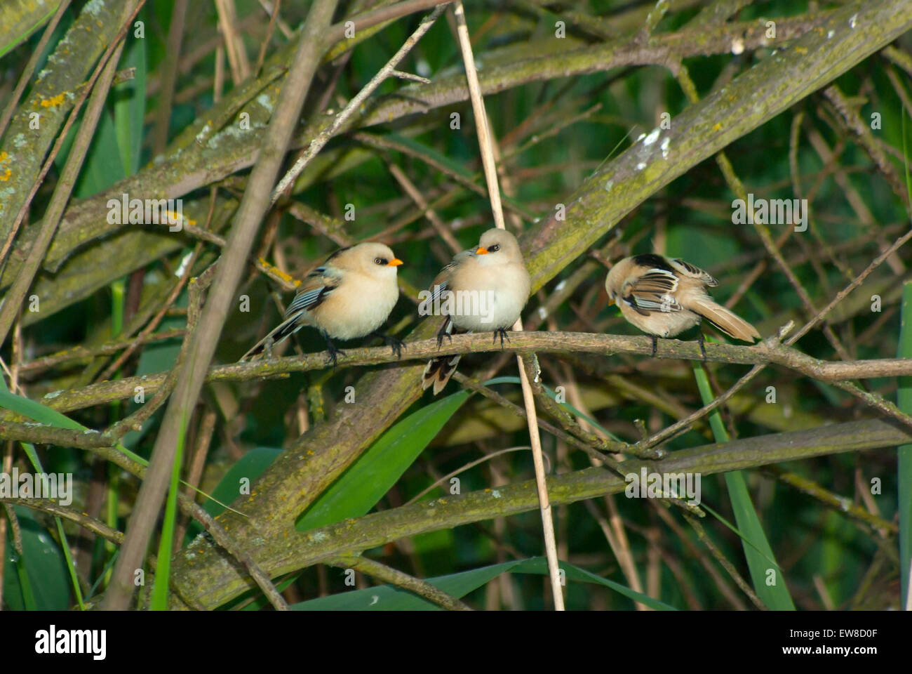 Young Mustached tit (Panurus biarmicus) in the rushes(Scirpus ...