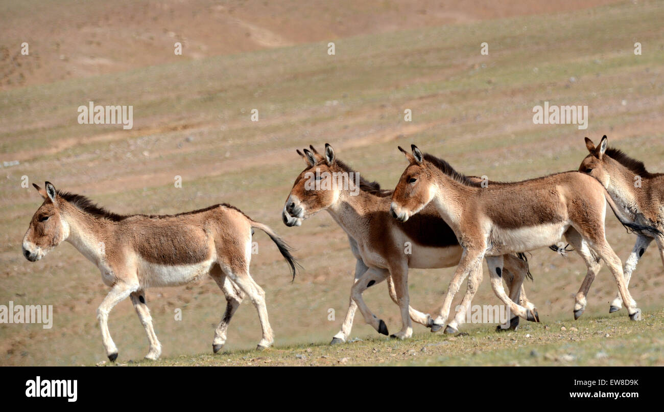 Tibetan wild donkeys hi-res stock photography and images - Alamy