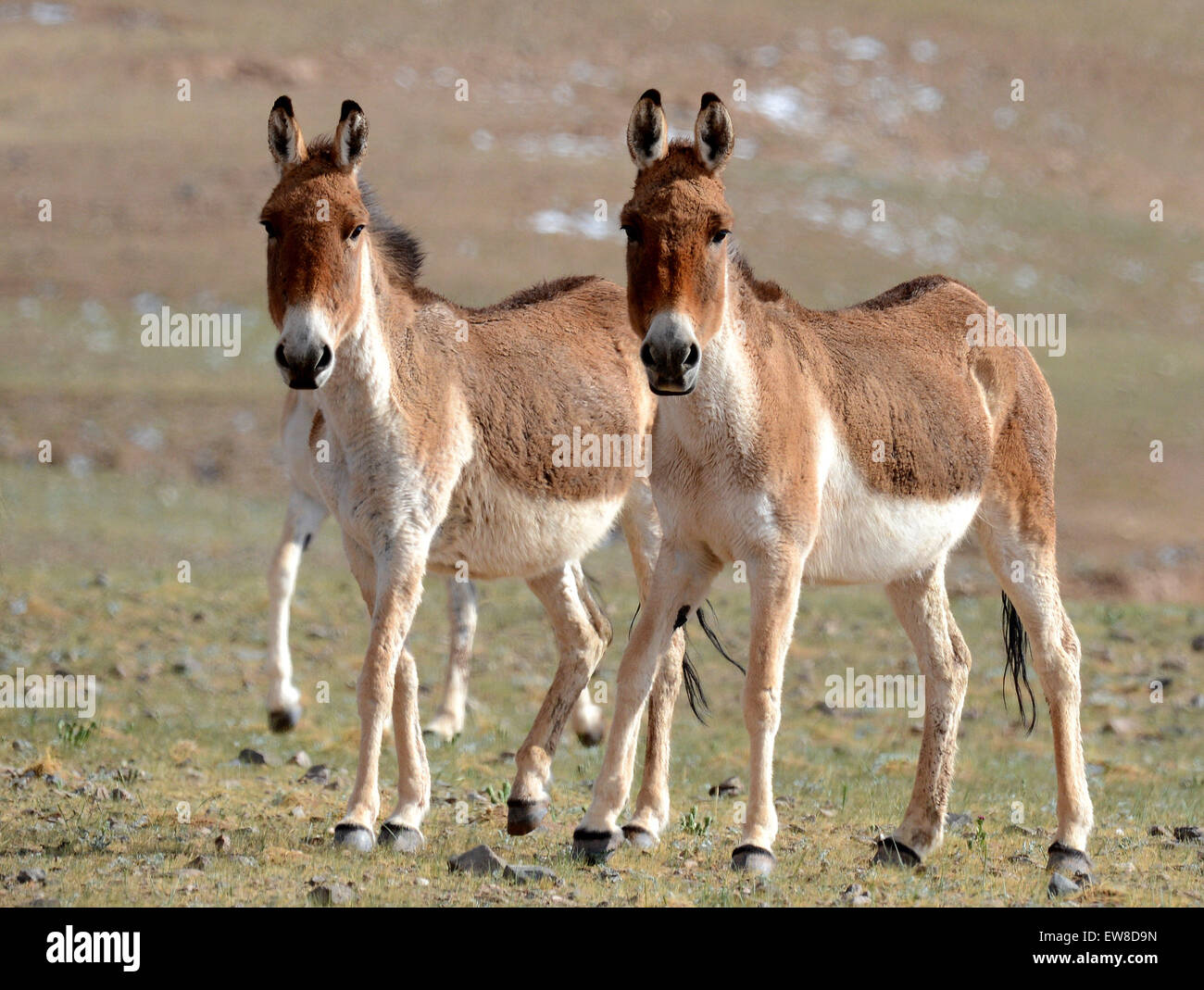 Tibetan wild donkeys hi-res stock photography and images - Alamy