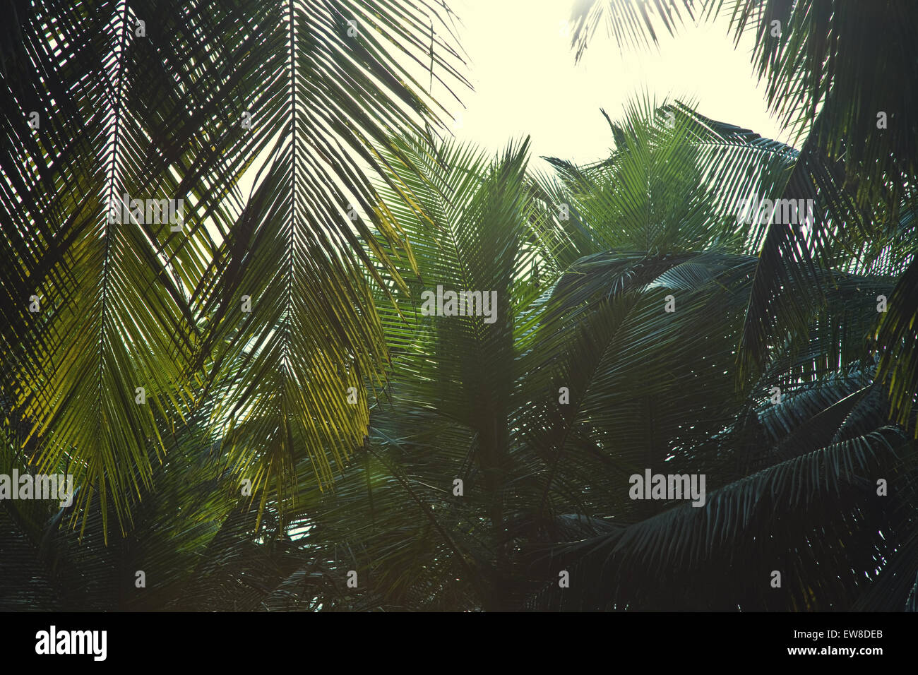 Tall coconut palm trees against the sky Stock Photo - Alamy