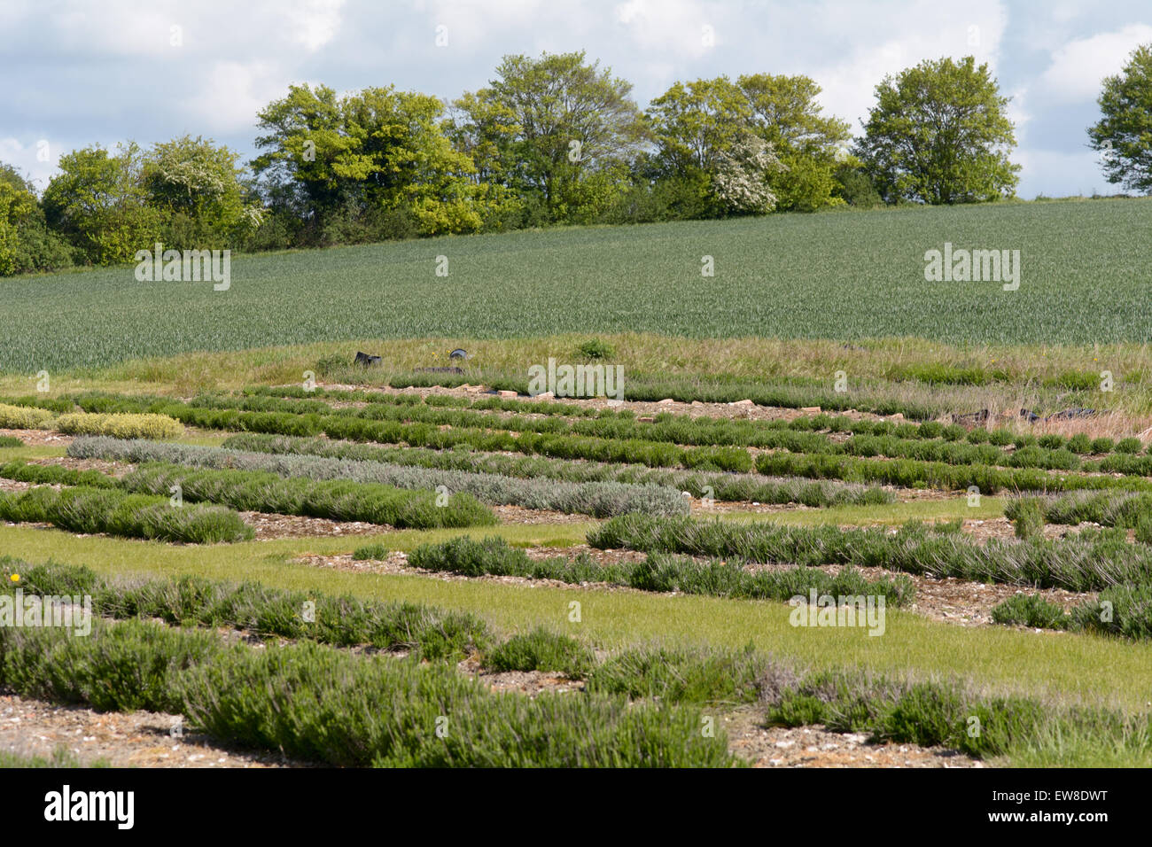 Lavender plants growing in rows on farm Stock Photo - Alamy