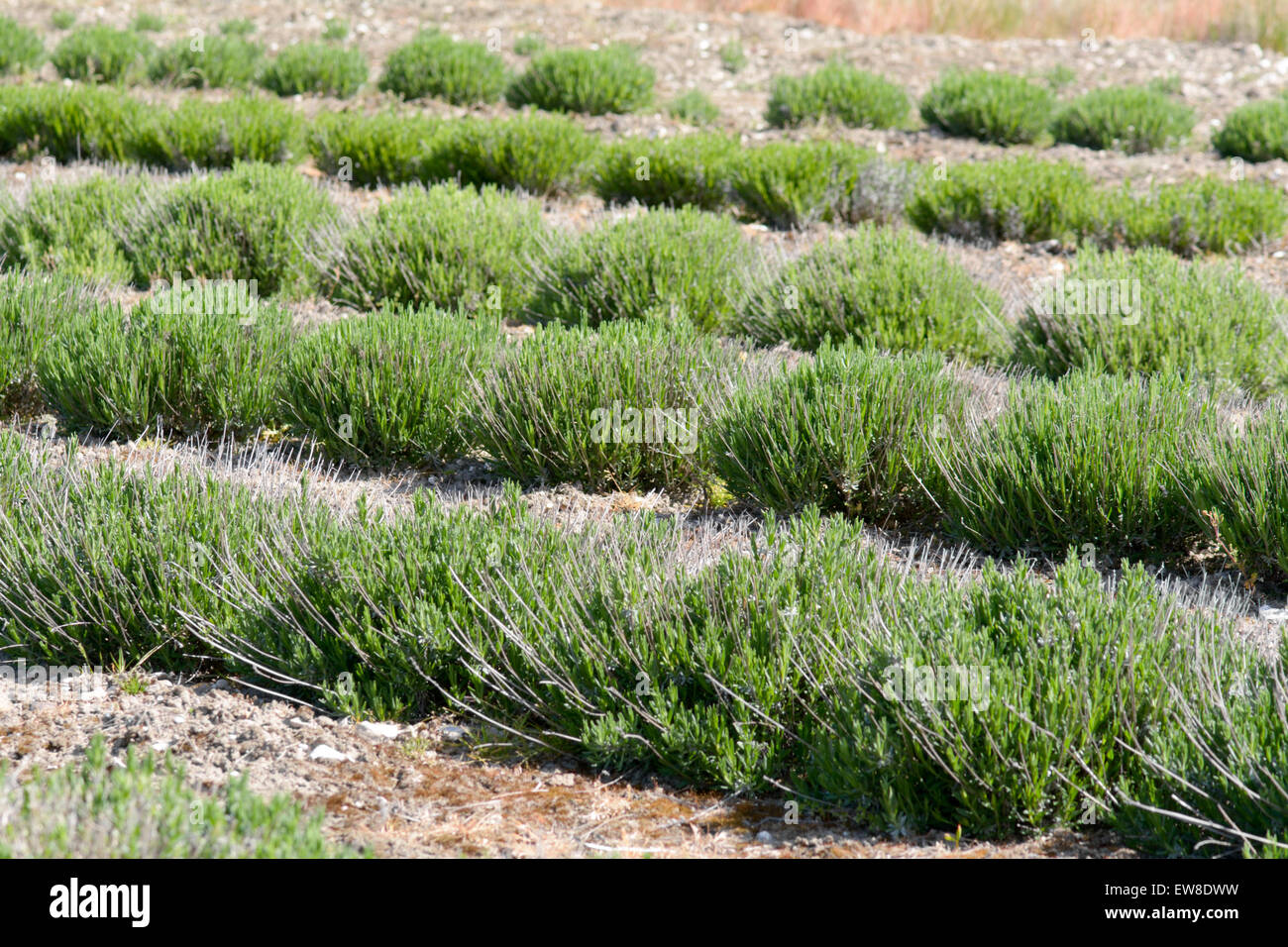 Lavender plants growing in rows on farm Stock Photo - Alamy