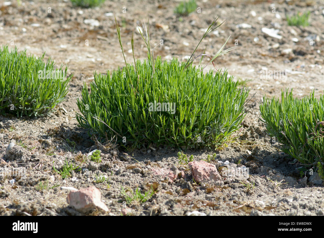 Lavender plants growing in rows on farm Stock Photo - Alamy