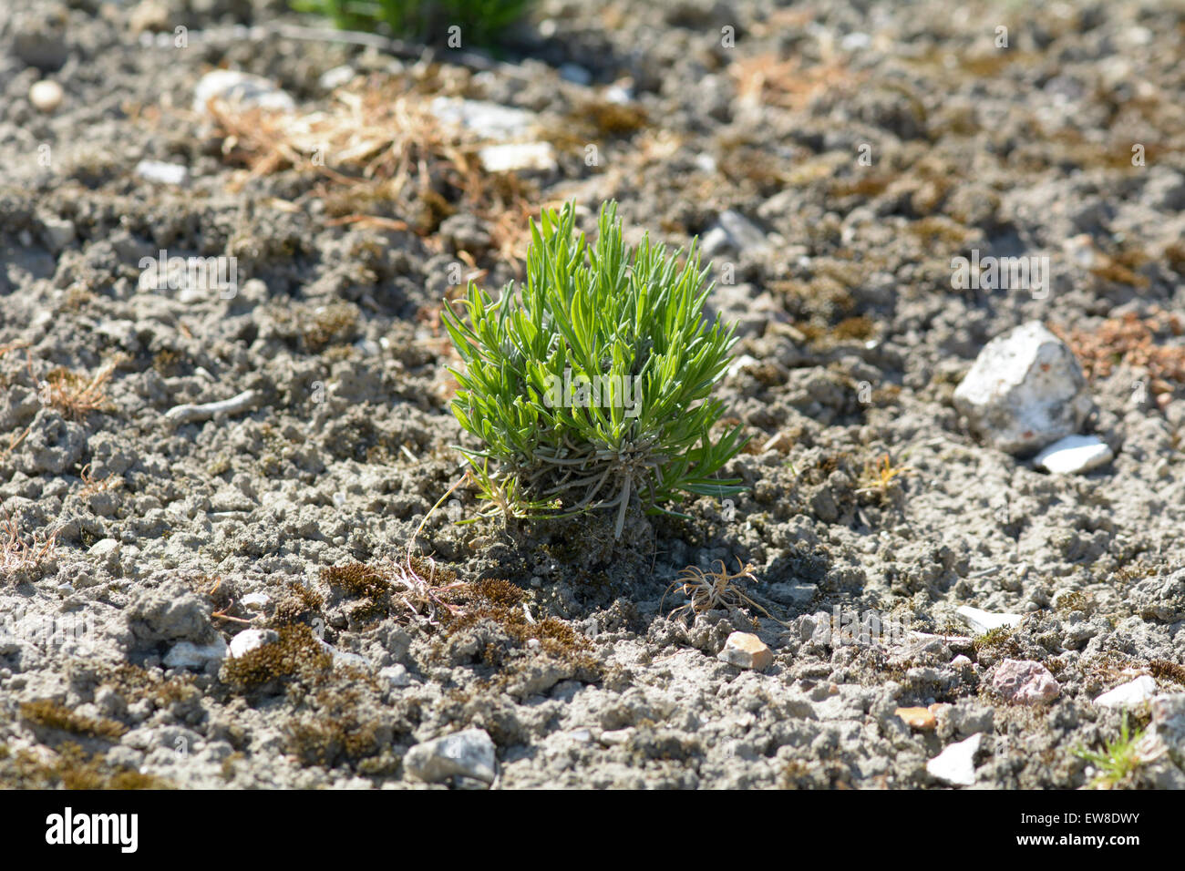 Lavender plants growing in rows on farm Stock Photo - Alamy
