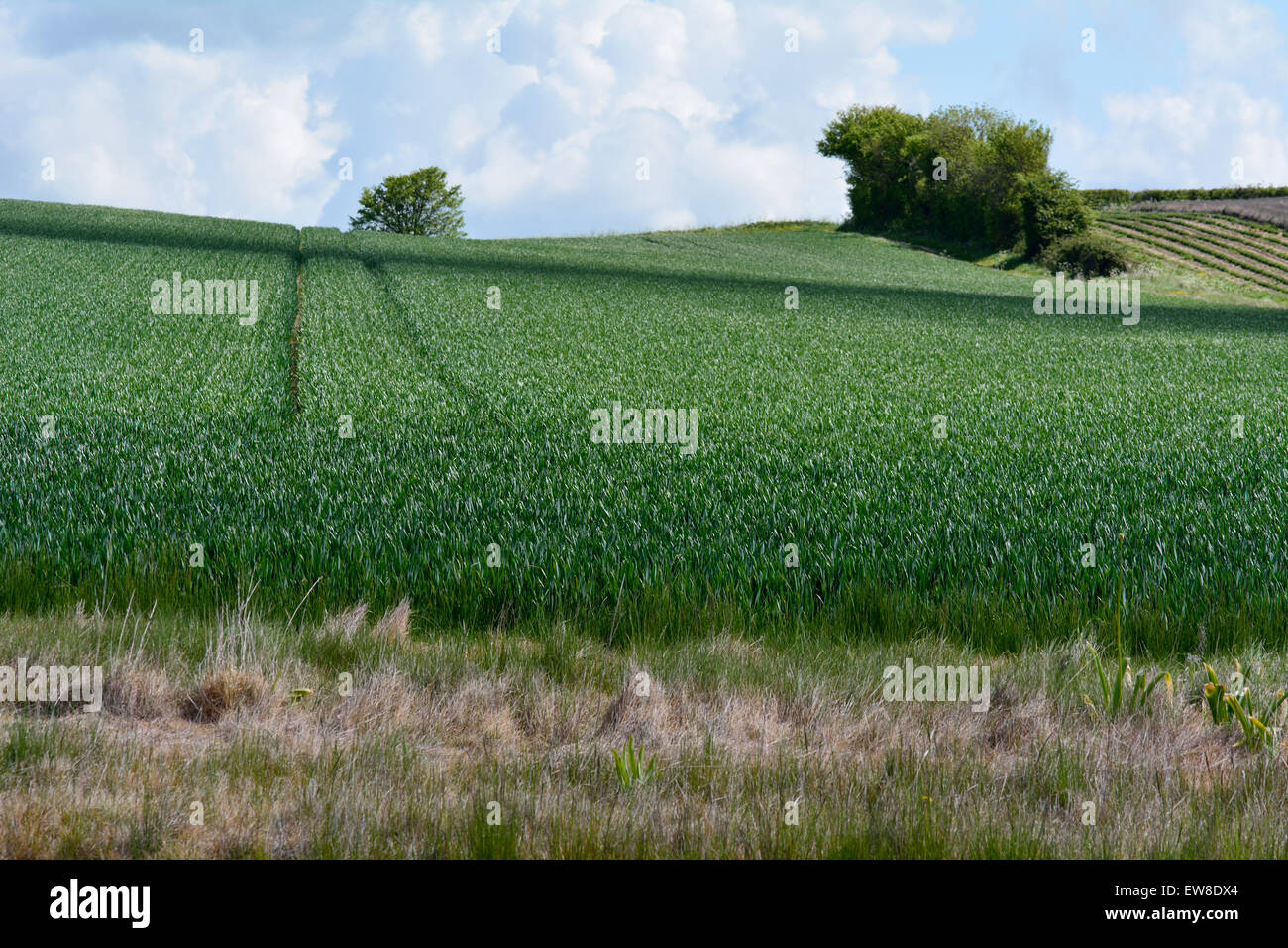 Maize crop growing in field sloping up hillside Stock Photo - Alamy