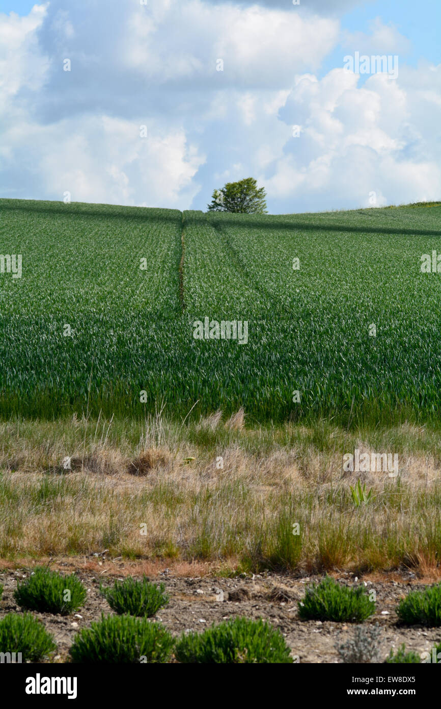 Maize crop growing in field sloping up hillside Stock Photo - Alamy