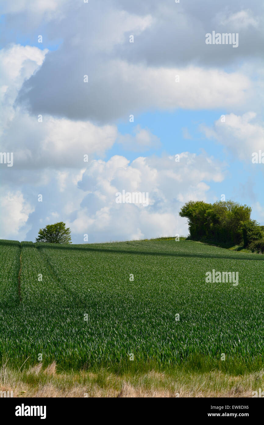 Maize crop growing in field sloping up hillside Stock Photo - Alamy