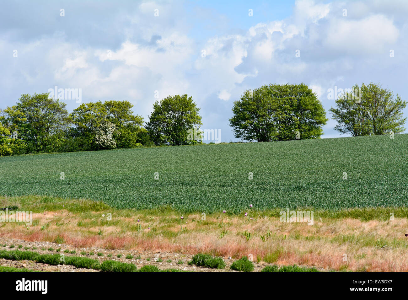 Maize crop growing in field sloping up hillside Stock Photo - Alamy