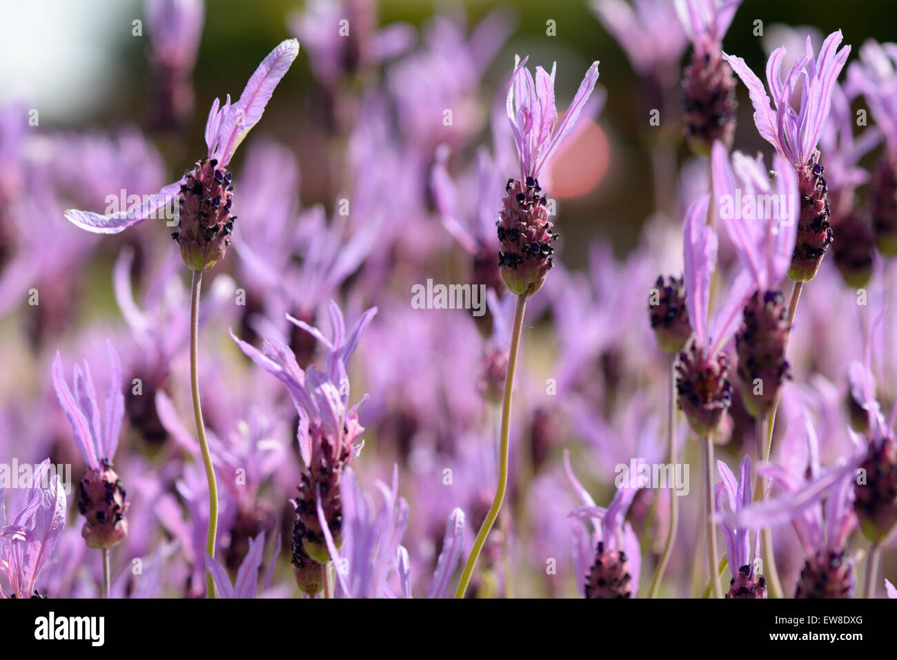 Purple Lavender flower Stock Photo - Alamy
