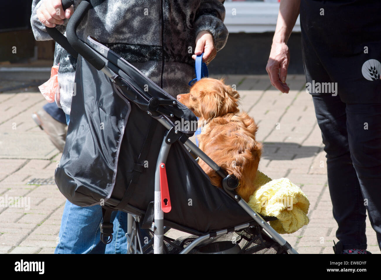Cross breed dog sat in push chair Stock Photo - Alamy
