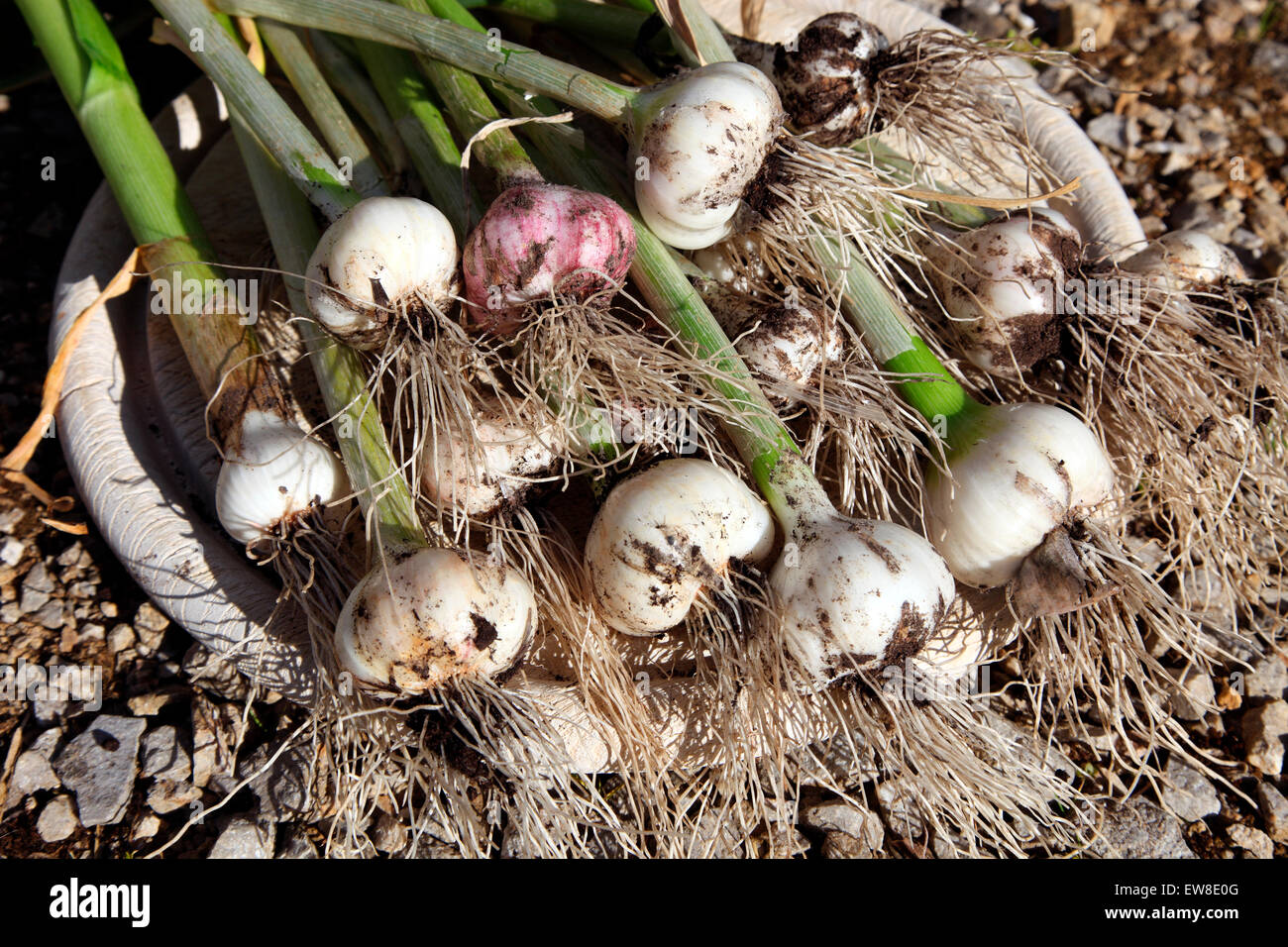 Freshly pulled garlic Stock Photo - Alamy