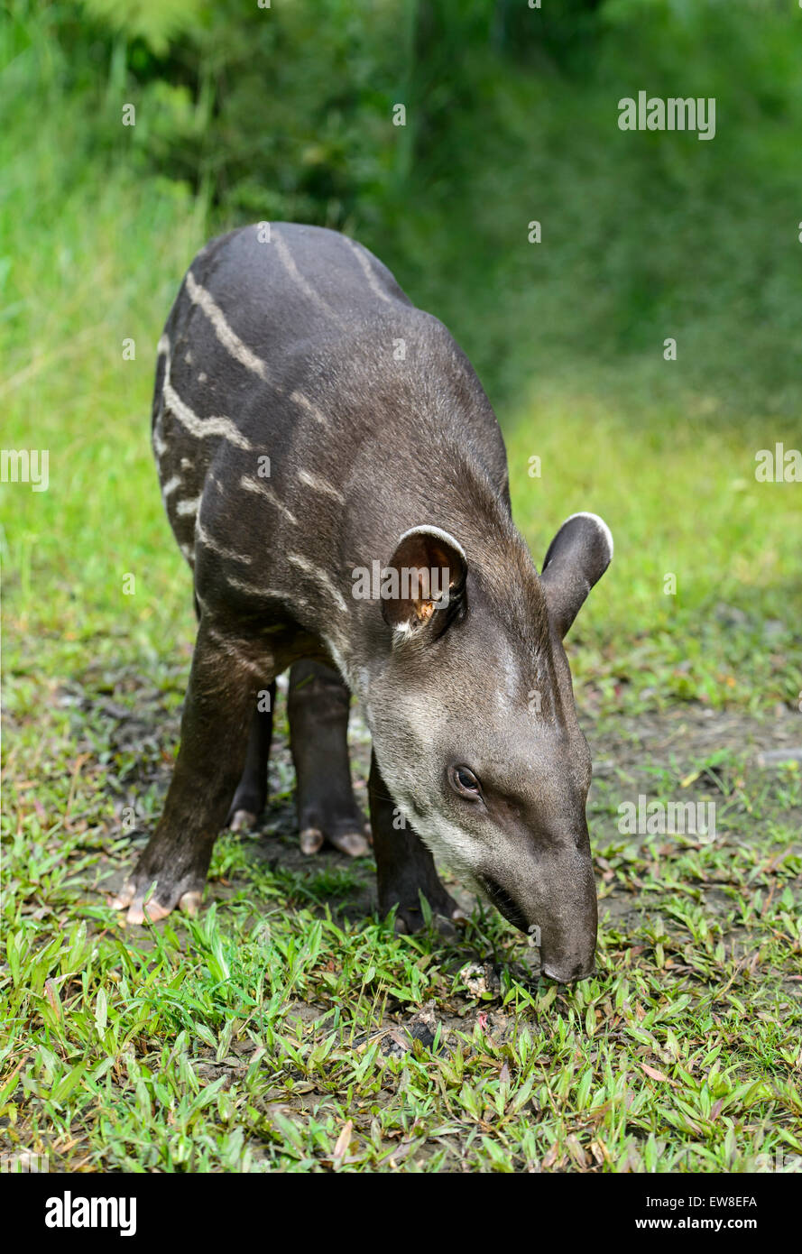 Tapirs family hi-res stock photography and images - Alamy