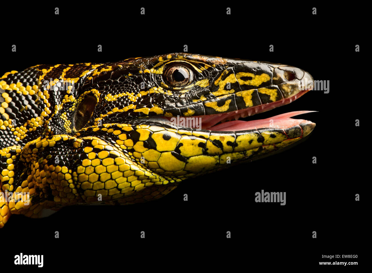 Gold Tegu (Tupinambis teguixin), Whiptail family (Teiidae), Amazon ...
