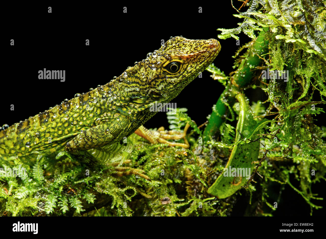 Male Gem Anole lizard (Anolis gemmosus), Iguana family (Iguanidae ...