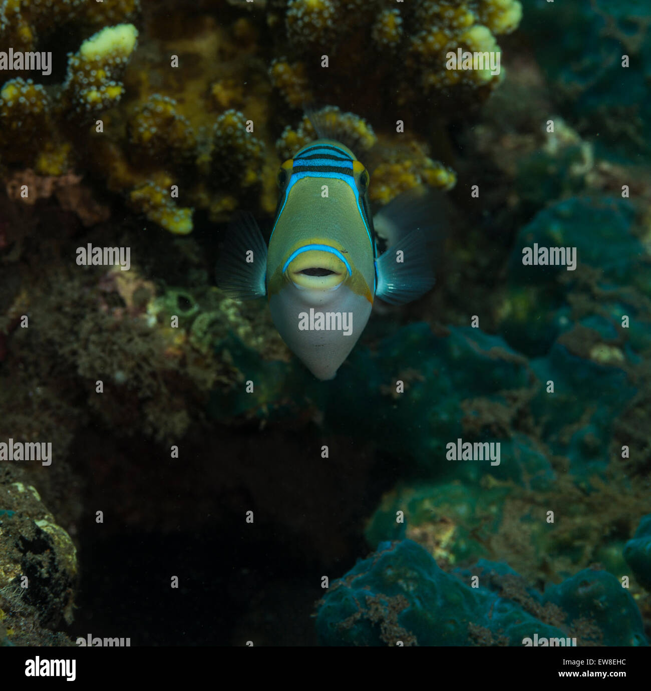 Picasso fish hi-res stock photography and images - Alamy