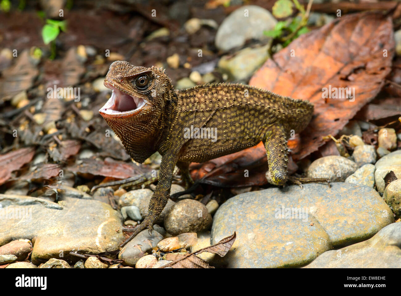 Bocourt Dwarf Iguana (Enyalioides heterolepis) in habitat, Iguana ...