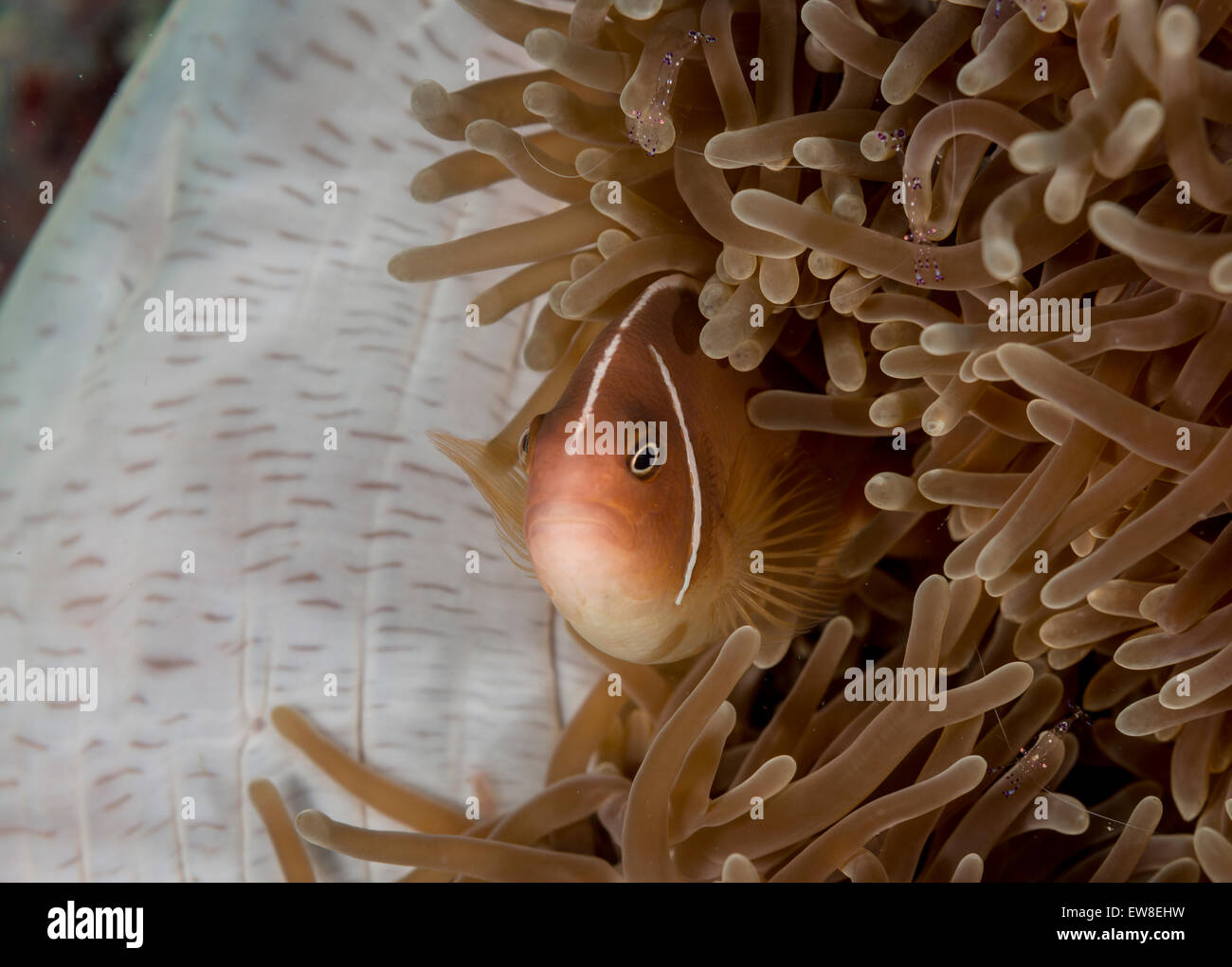 Pink anemonefish hiding in a magnificent sea anemone Stock Photo - Alamy