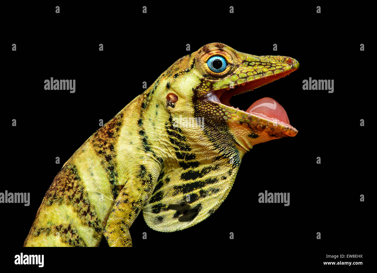 Female Banded Tree-Anole lizard (Anolis transversalis), Amazon ...