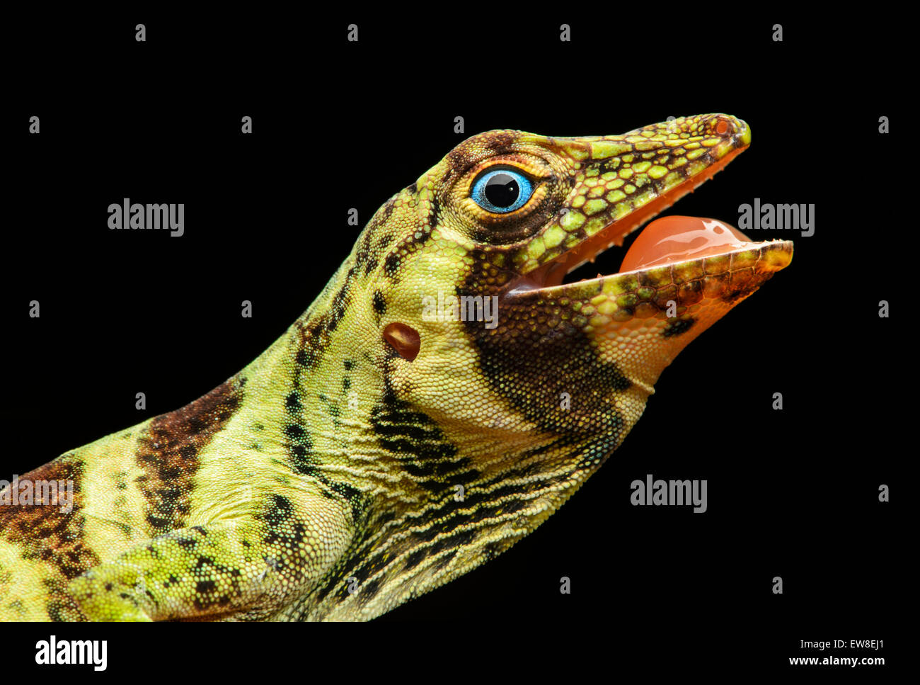 Female Banded Tree-Anole lizard (Anolis transversalis), Amazon ...