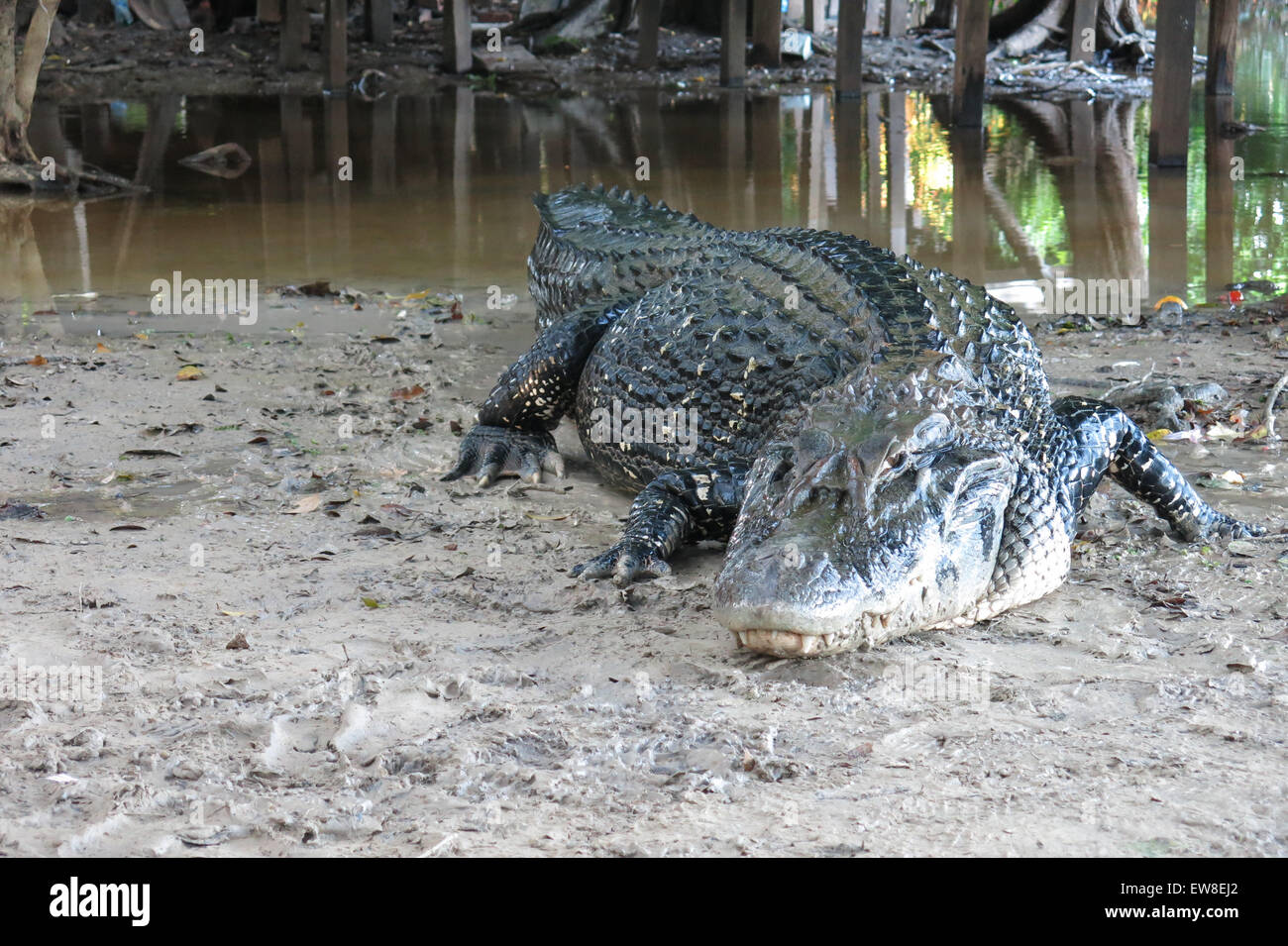 Caiman (Caimaninae) at Madidi National Park, Bolivia Stock Photo - Alamy