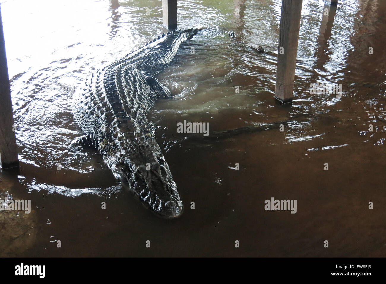 Caiman (Caimaninae) at Madidi National Park, Bolivia Stock Photo - Alamy