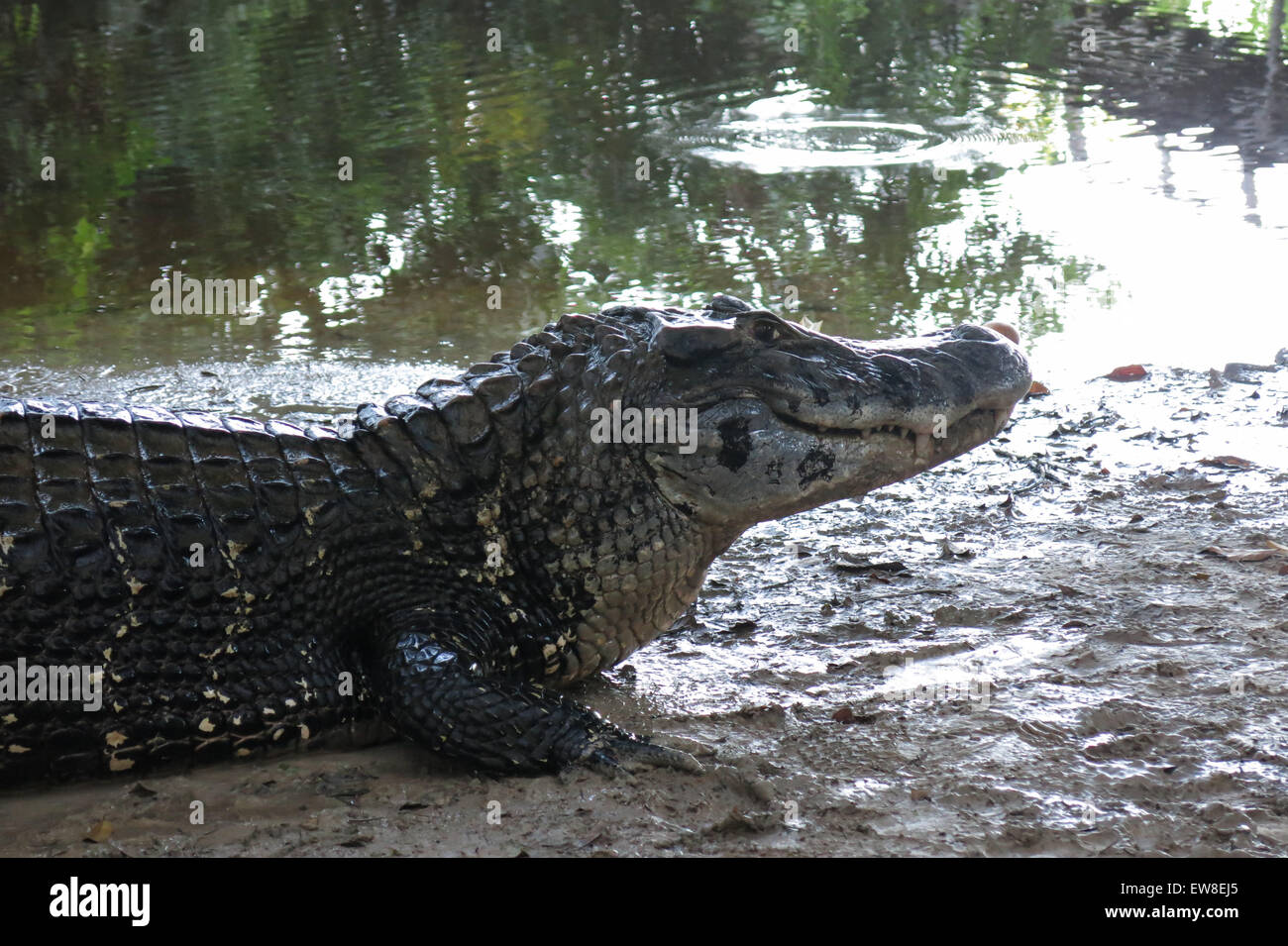 Caiman (Caimaninae) at Madidi National Park, Bolivia Stock Photo - Alamy
