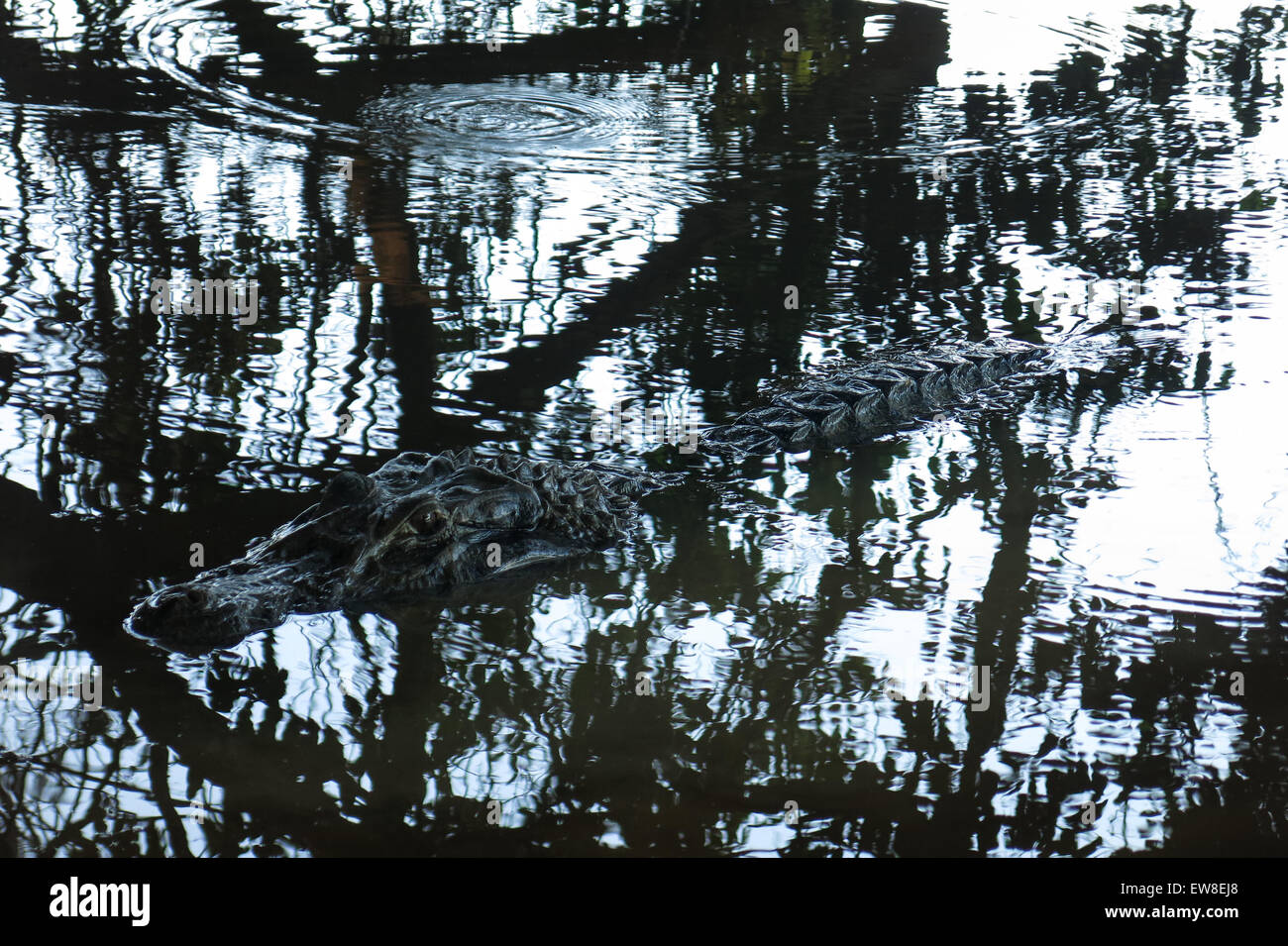 Caiman (Caimaninae) at Madidi National Park, Bolivia Stock Photo - Alamy