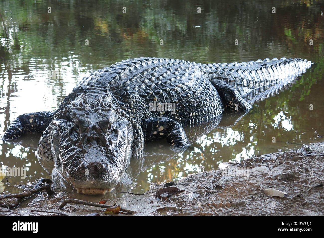 Caiman (Caimaninae) at Madidi National Park, Bolivia Stock Photo - Alamy