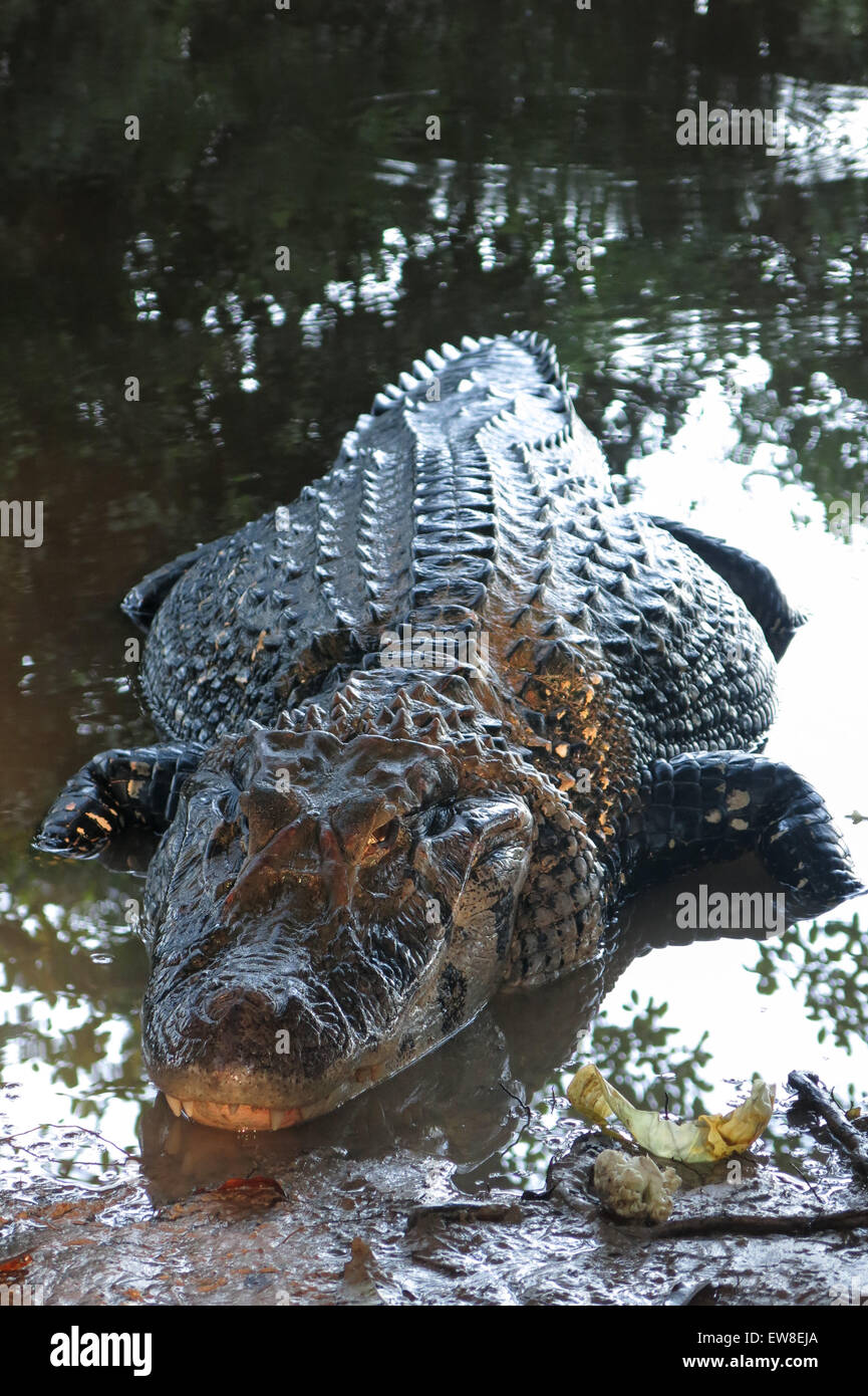 Blue alligator lizard hi-res stock photography and images - Alamy