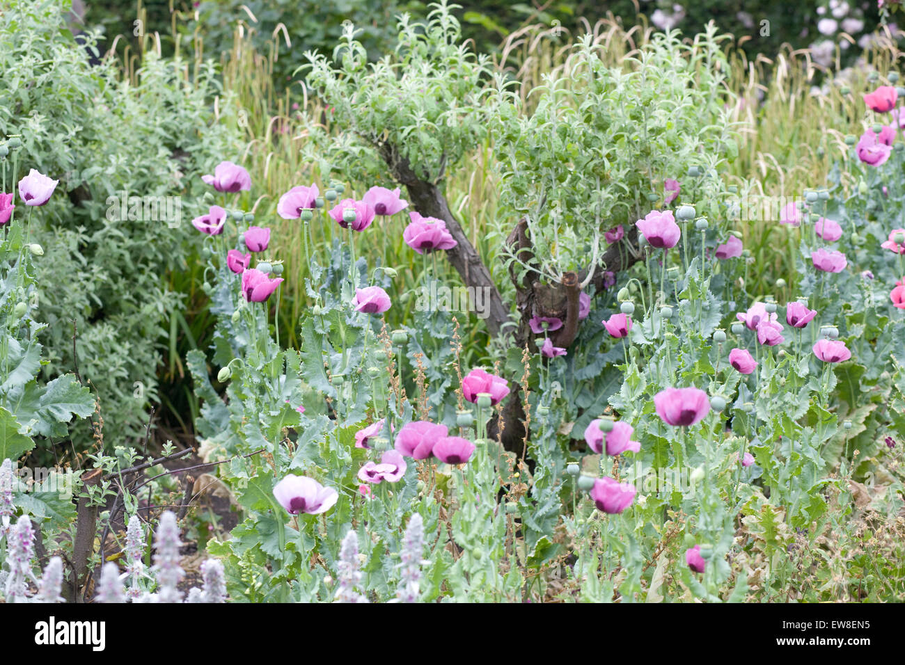 Papaver somniferum - Pink Opium poppy growing in a garden Stock Photo ...