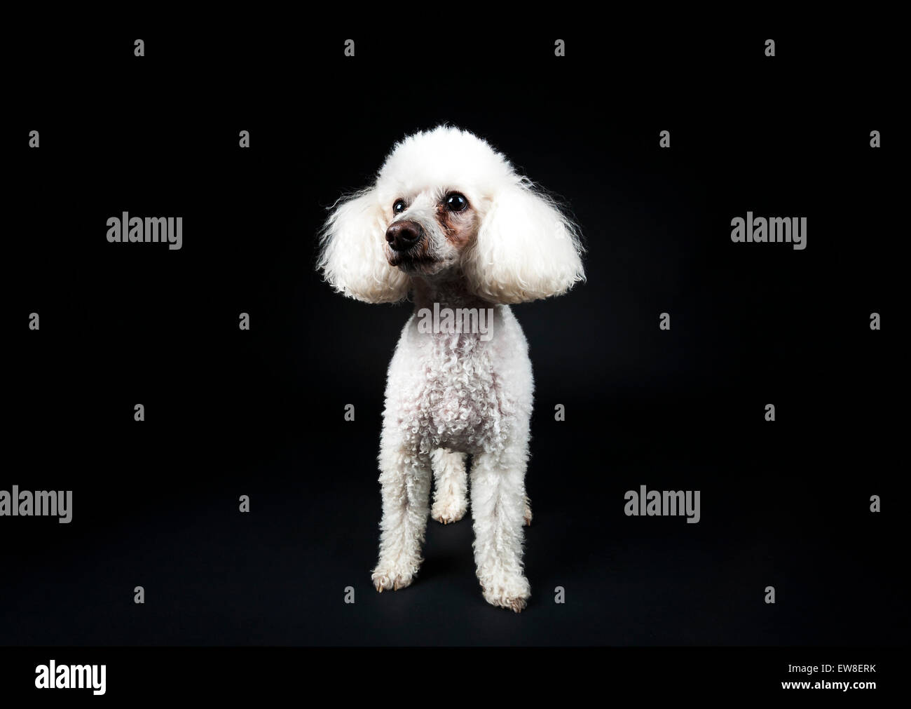 Bichon poodle hi-res stock photography and images - Alamy