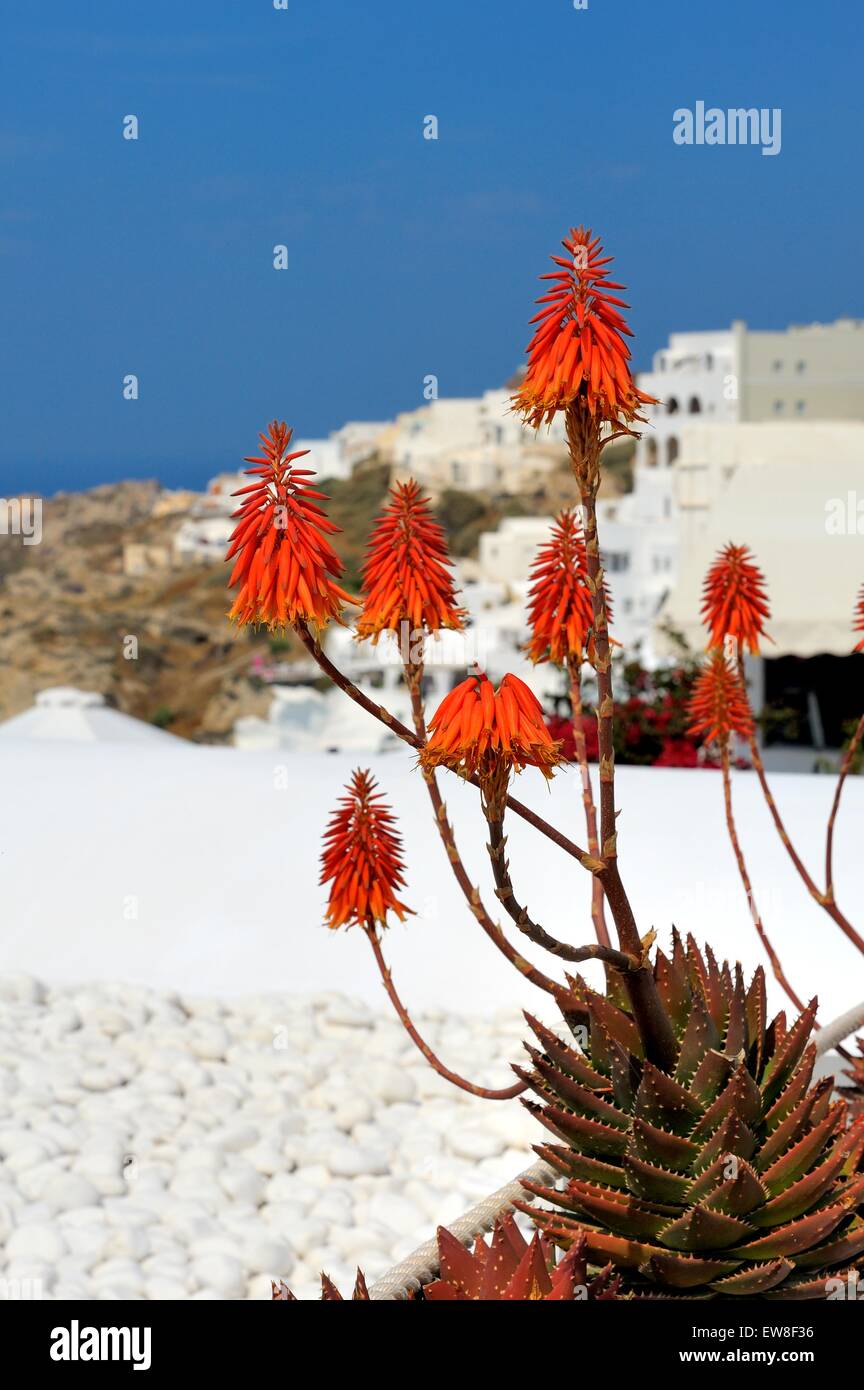 Aloe vera plants overlooking the caldera Oia,Santorini,Greece Stock ...