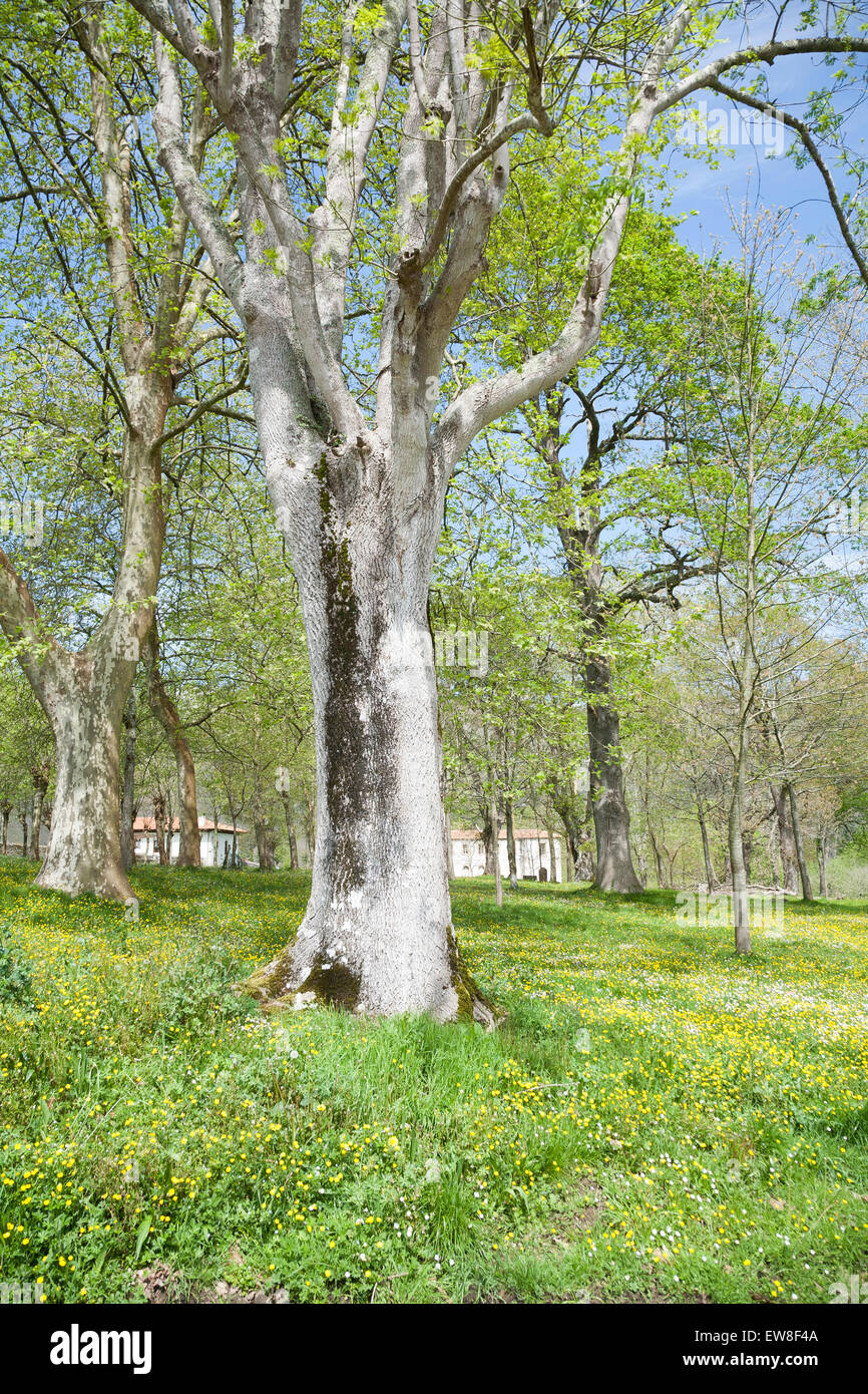 big grey trunk of a tall tree with black moss in green grass prairie ...