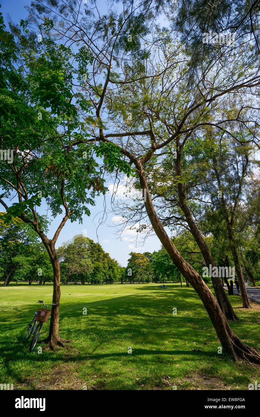 View of green trees in the city park, in sunny summer day Stock Photo ...