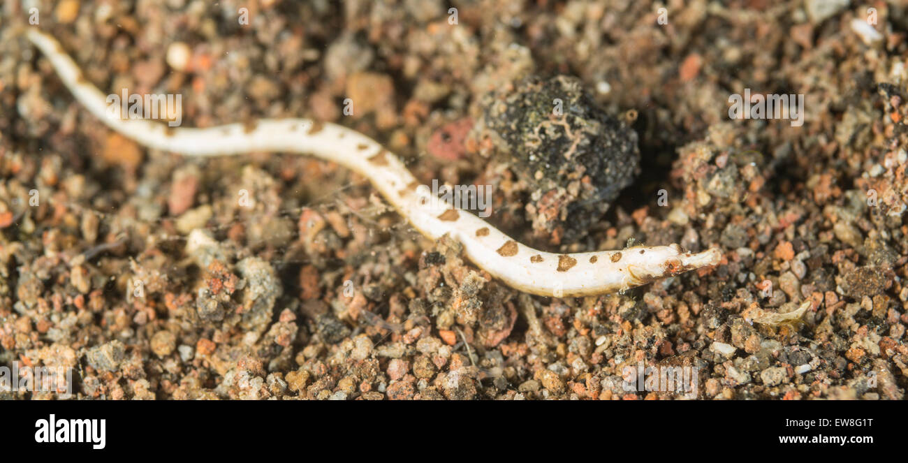 Pipe worm hi-res stock photography and images - Alamy