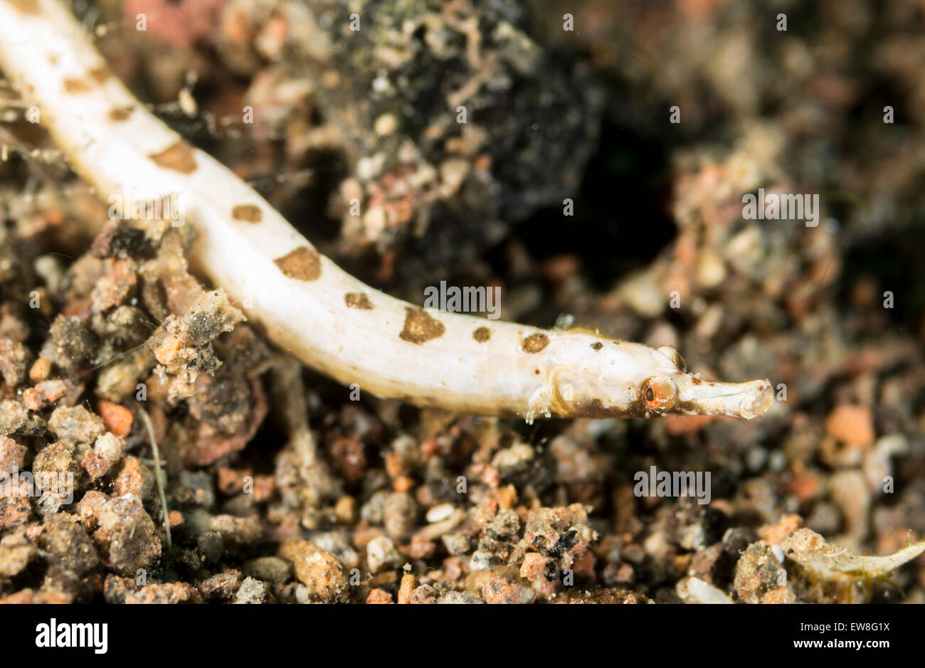Pipe worm hi-res stock photography and images - Alamy