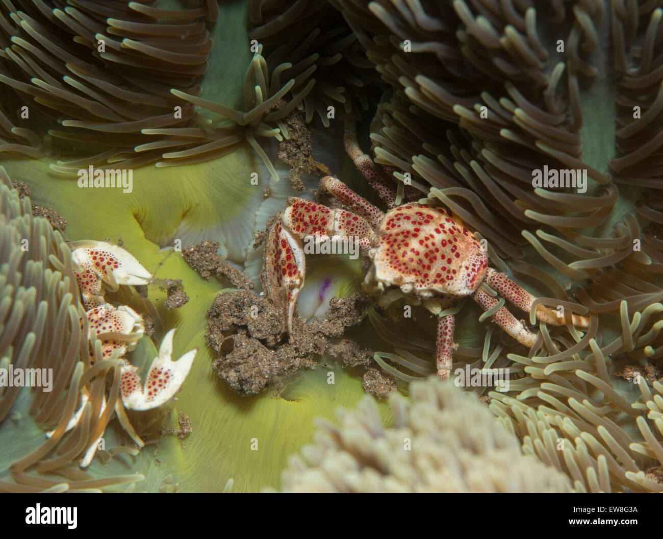 Two porcelain crabs in an anemone Stock Photo - Alamy