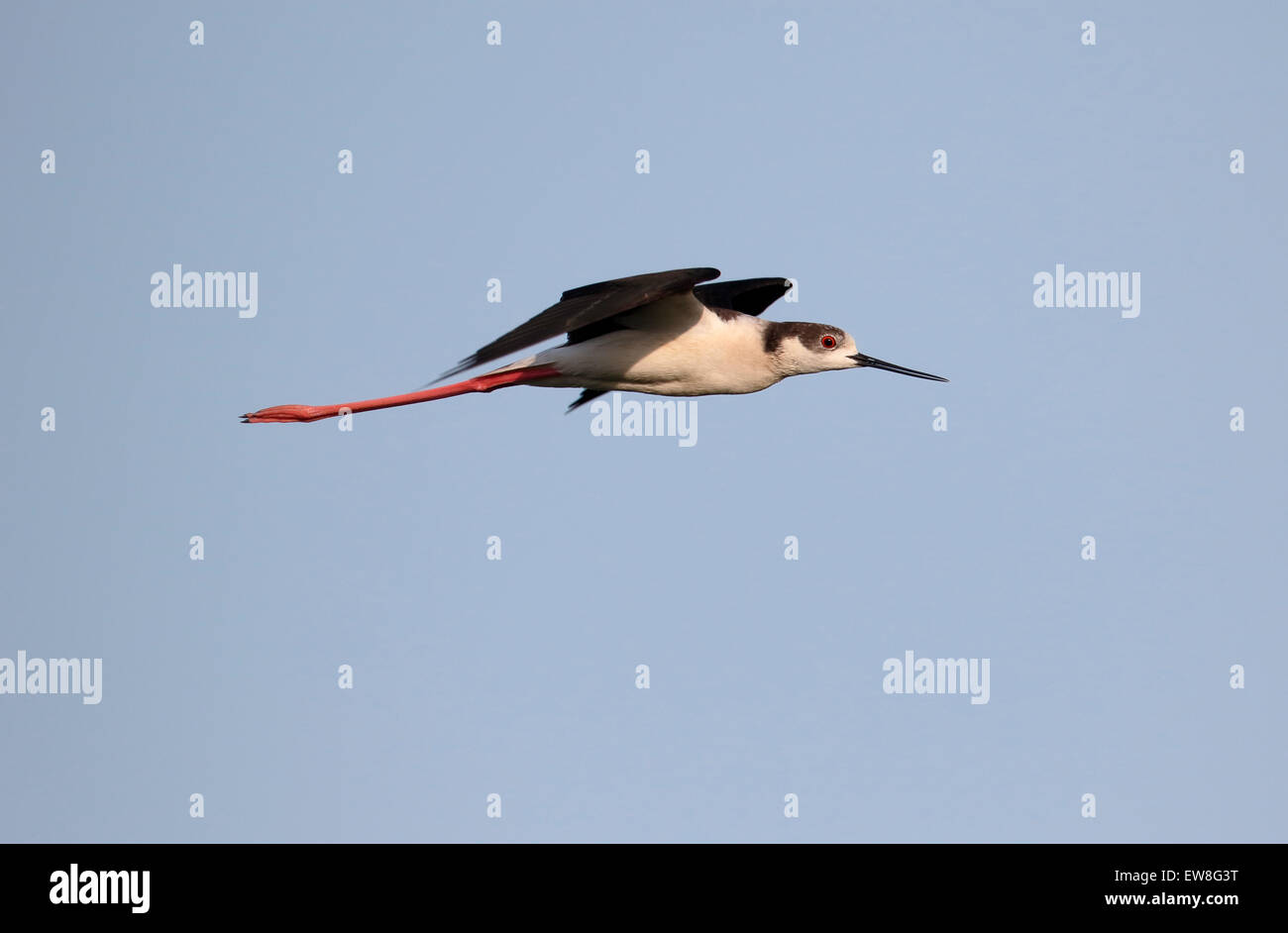 Black-winged stilt, Himantopus himantopus, single bird in flight ...