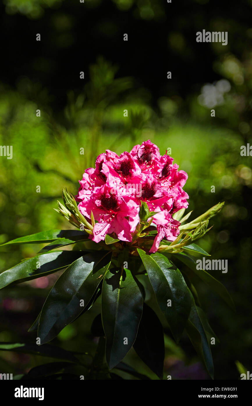 A pink Rhododendron isolated against a light background Stock Photo - Alamy