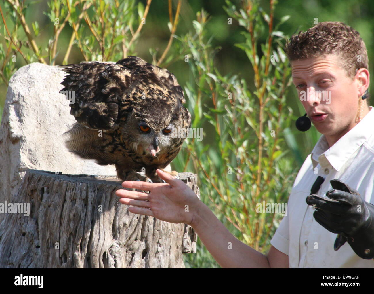 Eurasian eagle owl (Bubo bubo) with a bird handler at Avifauna Bird Zoo ...